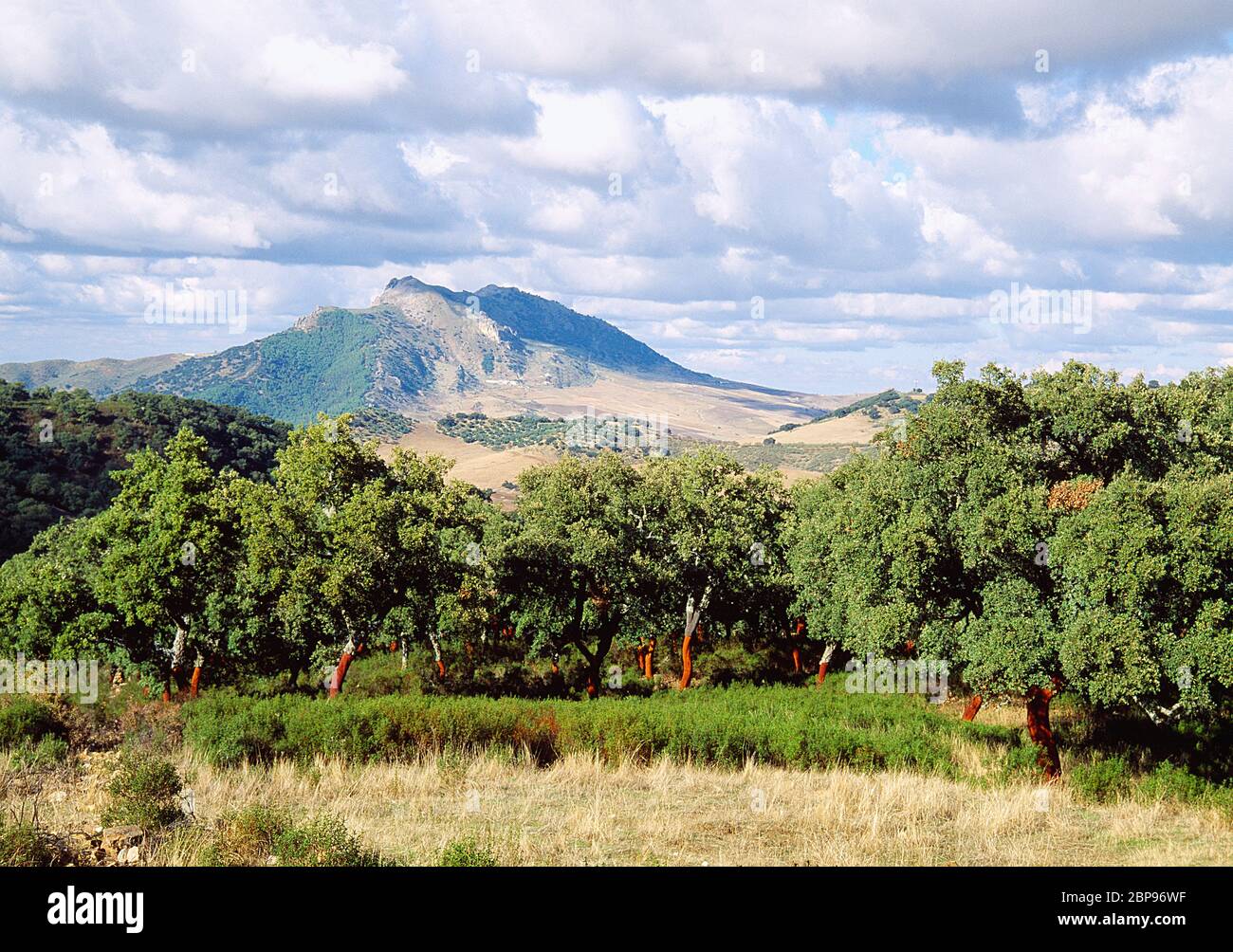 Los alcornocales nature park hi-res stock photography and images - Alamy
