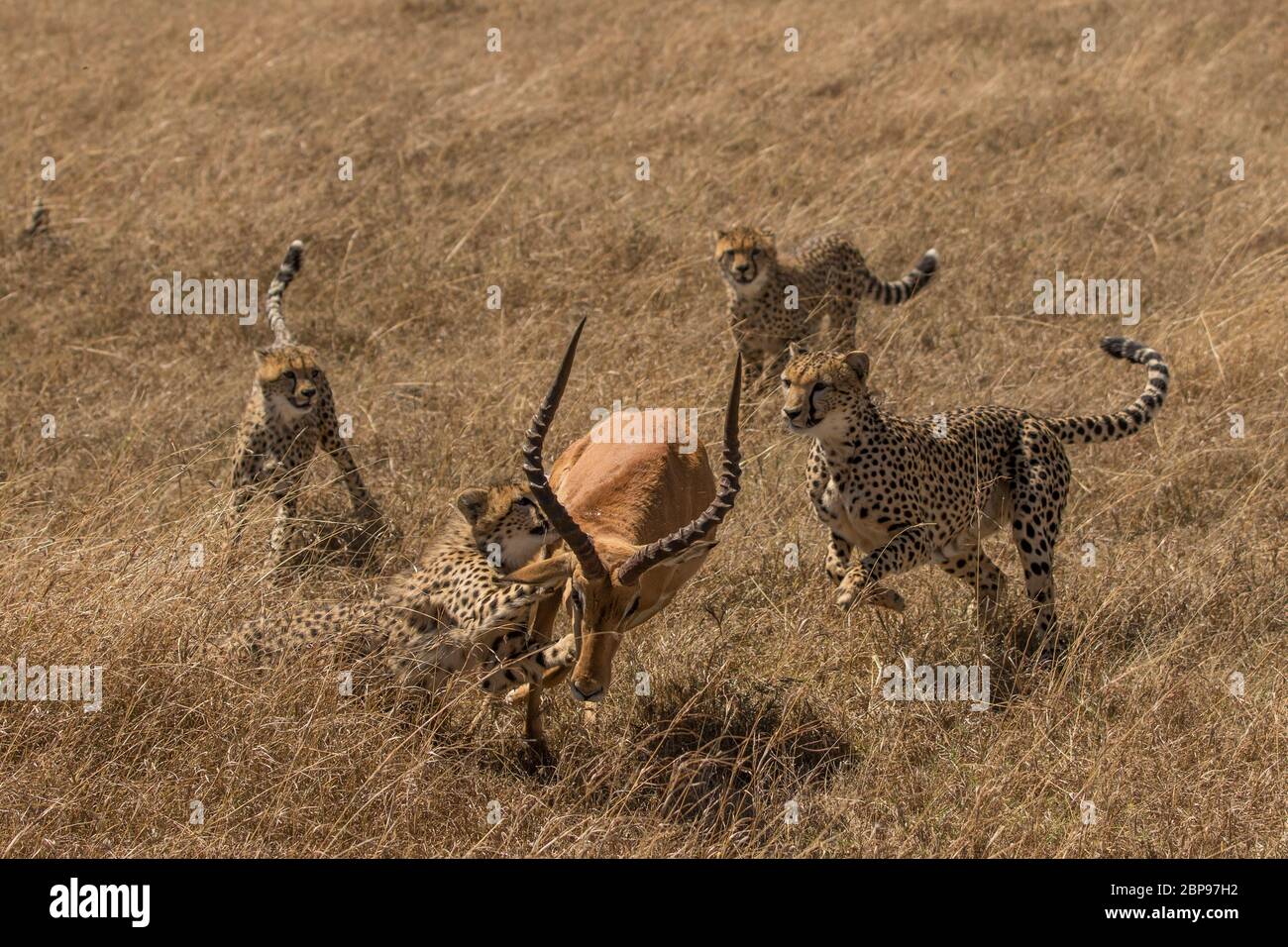 Cheetah Chasing Impala