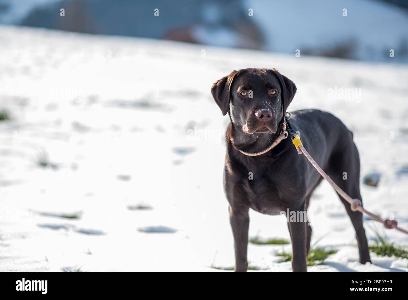 Handsome labrador hi-res stock photography and images - Alamy