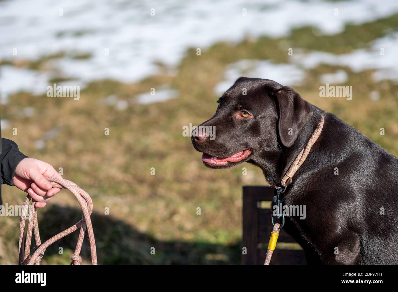 Handsome labrador retriever hi-res stock photography and images - Alamy