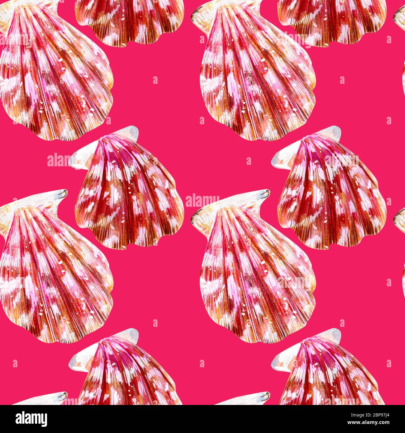 Seamless pattern of isolated sea shells scallops. Mother of pearl with ...