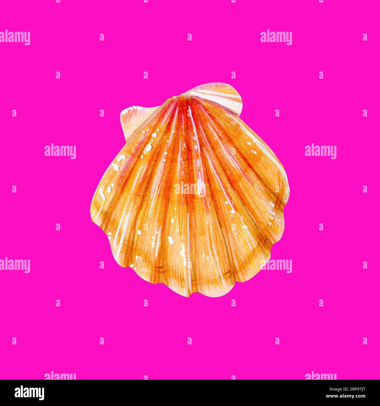 Yellow sea shell scallop. Sea bivalve Pectinidae. Nature of the World ...