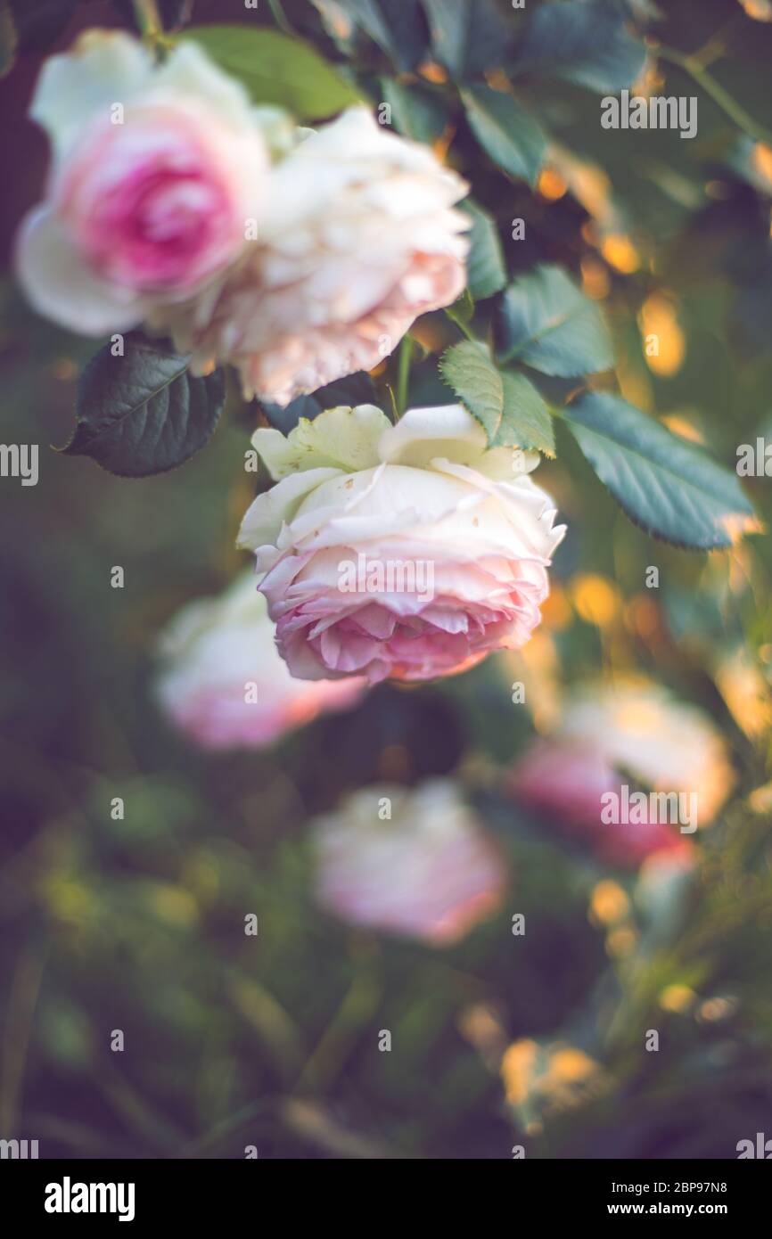 Lush bush of pale pink roses growing in the garden Stock Photo - Alamy
