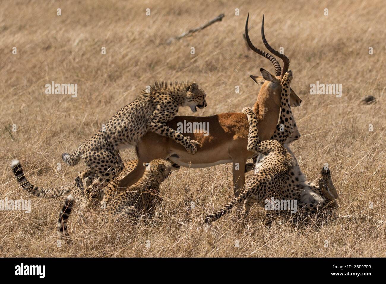 Cheetah chase impala hi-res stock photography and images - Alamy