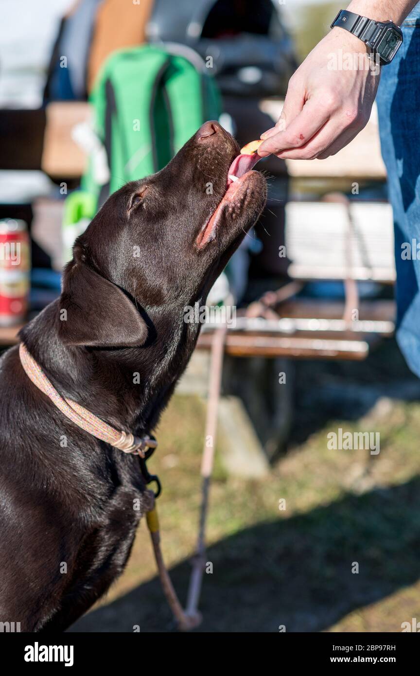 Handsome labrador retriever hi-res stock photography and images - Alamy