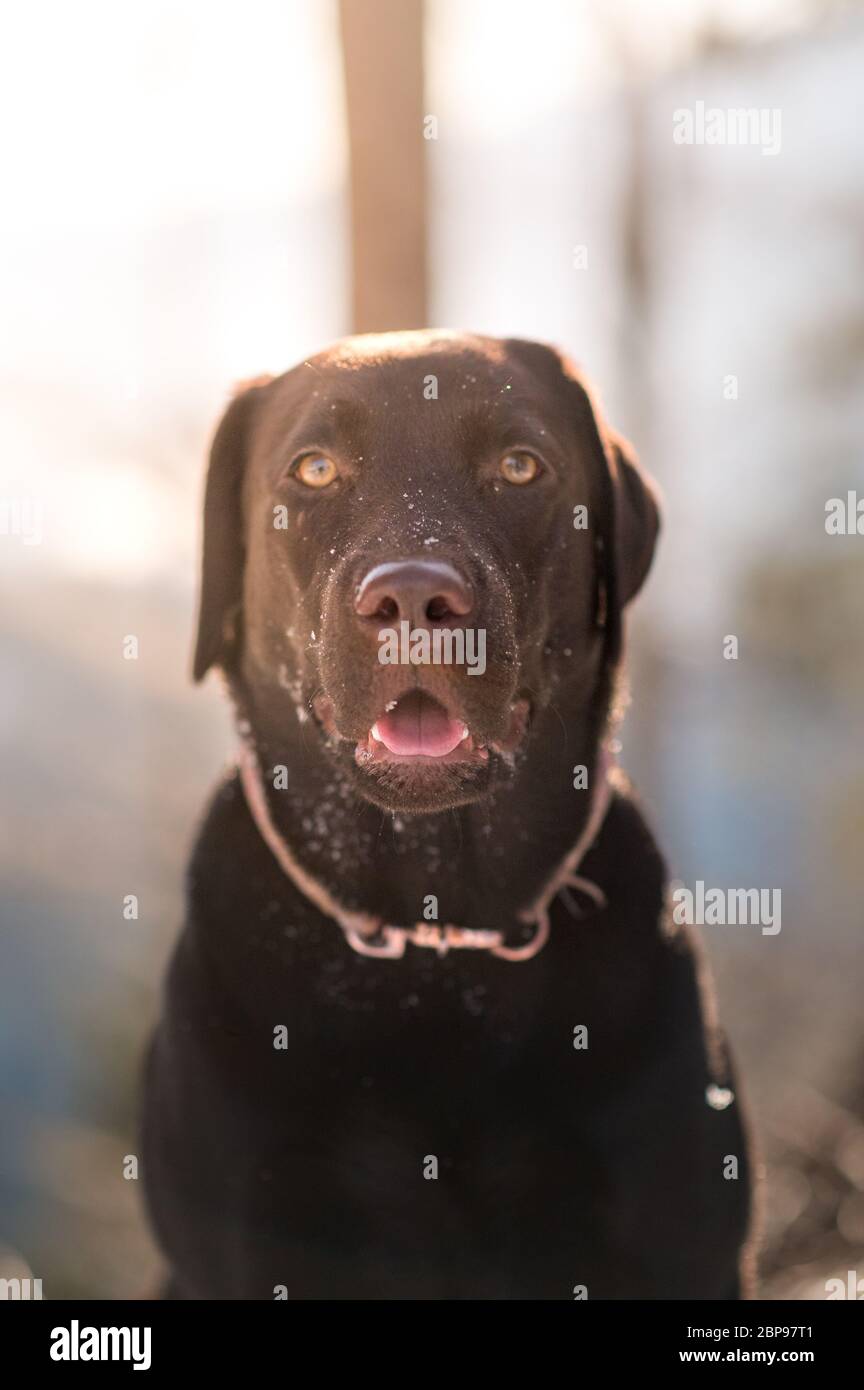 Dark labrador hi-res stock photography and images - Alamy