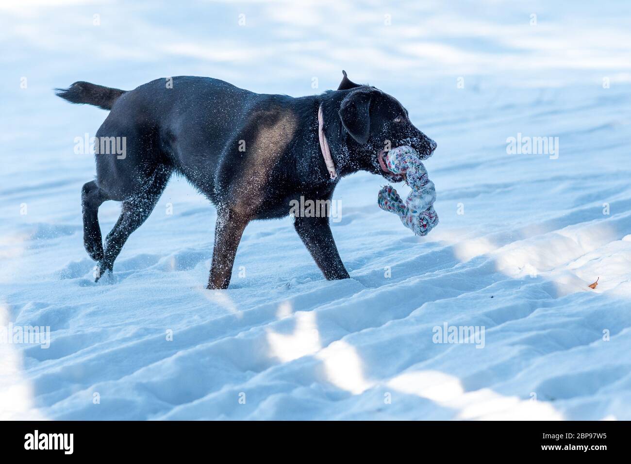 Labrador hund spielen hi-res stock photography and images - Alamy