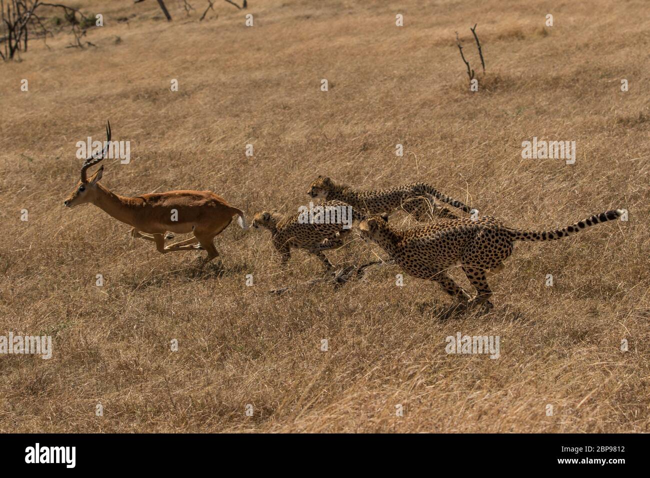 Against all the odds, the impala frees itself and mages to flee, using ...