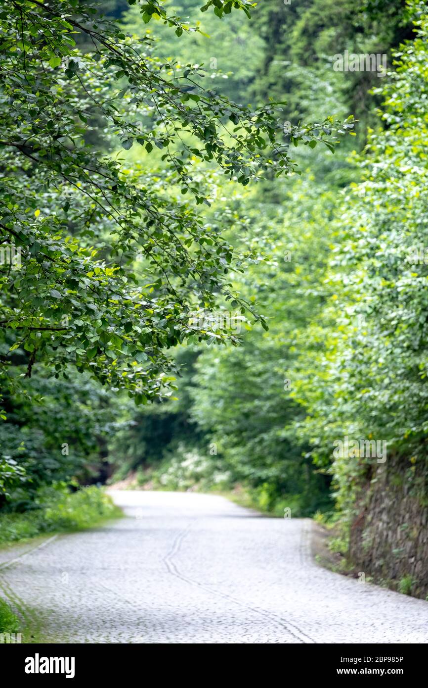 stone path between the trees Stock Photo - Alamy