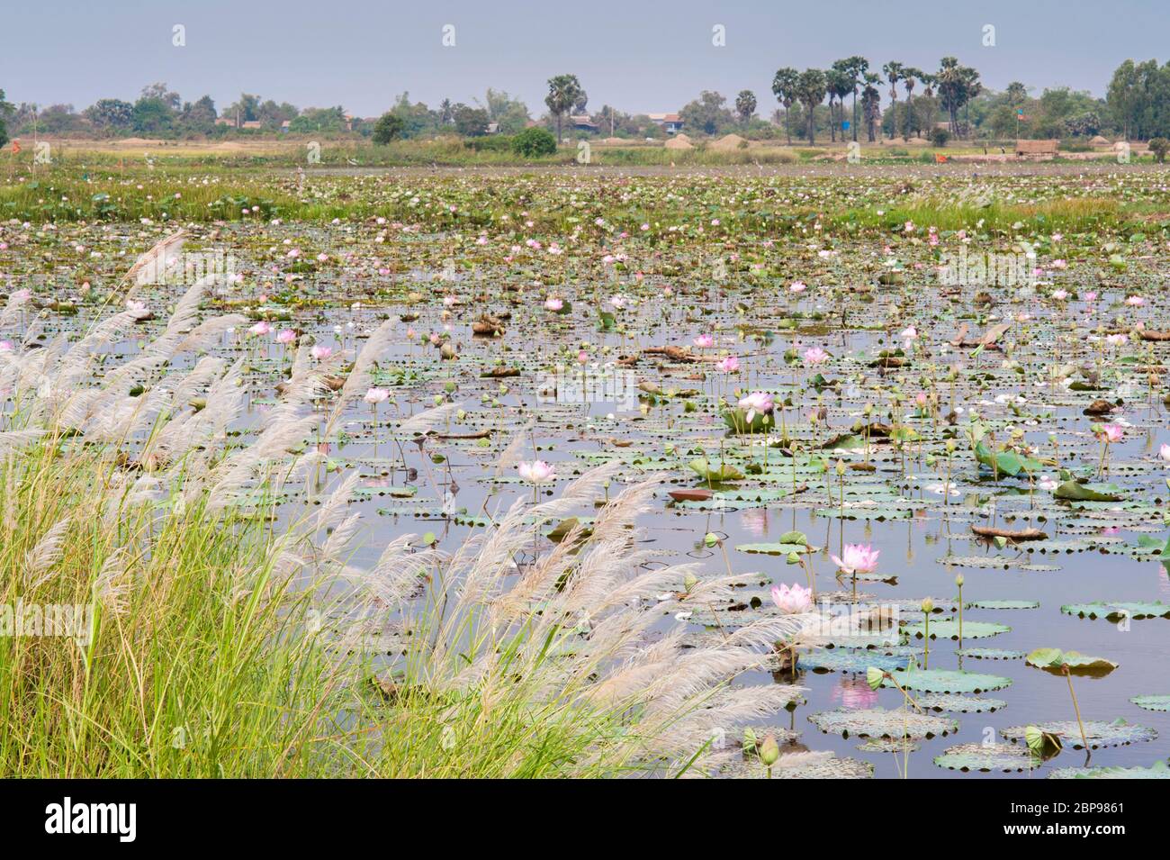 Nelumbo nucifera, A lotus flower farm, Cambodia, Southeast Asia Stock ...