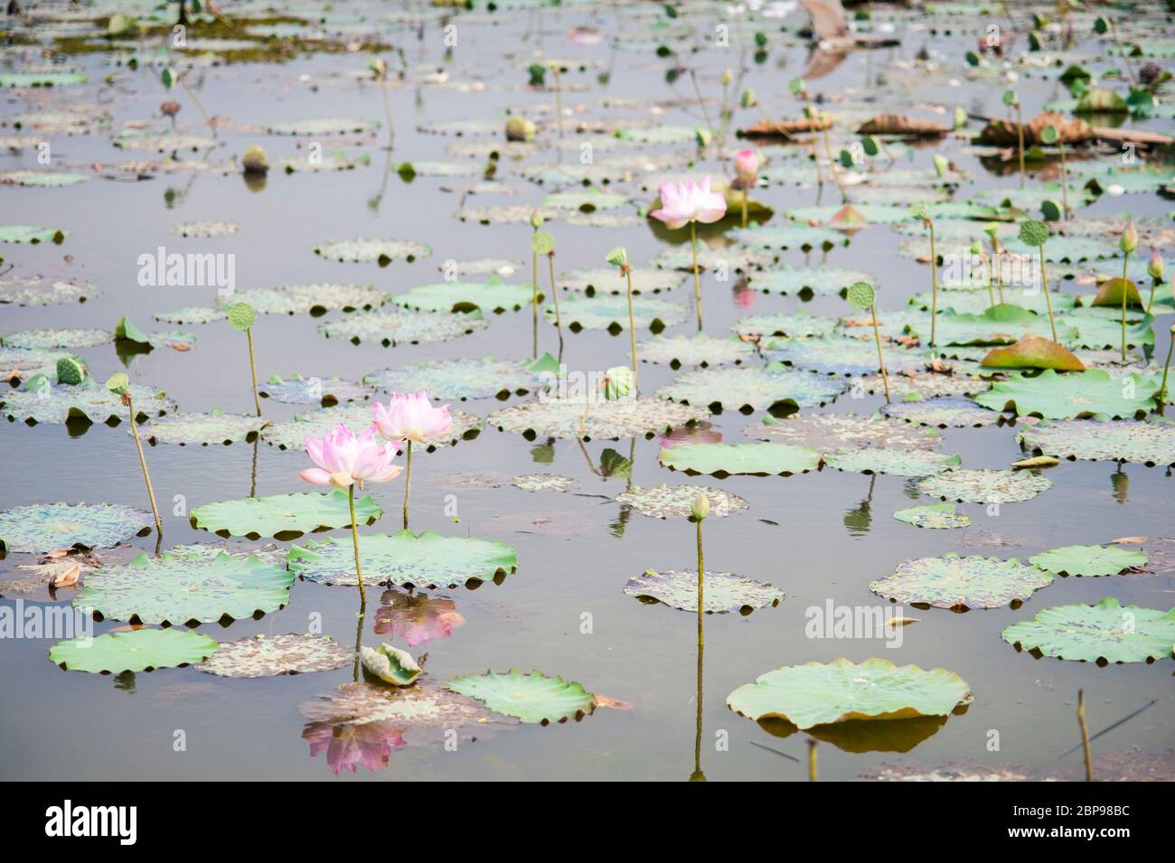 Nelumbo nucifera, lotus flowers growing in water, Cambodia, Southeast ...