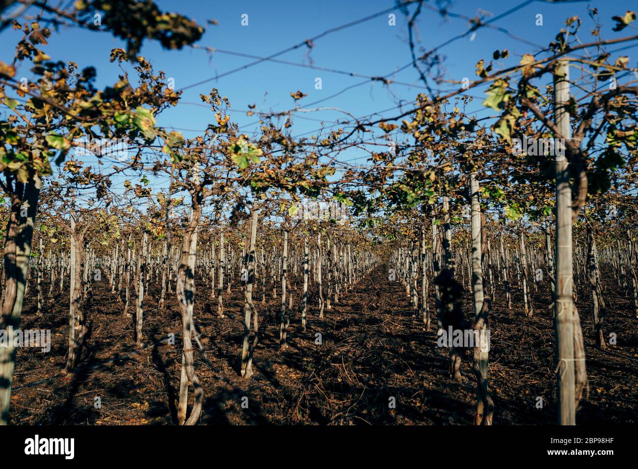 Green wine grape field hi-res stock photography and images - Alamy