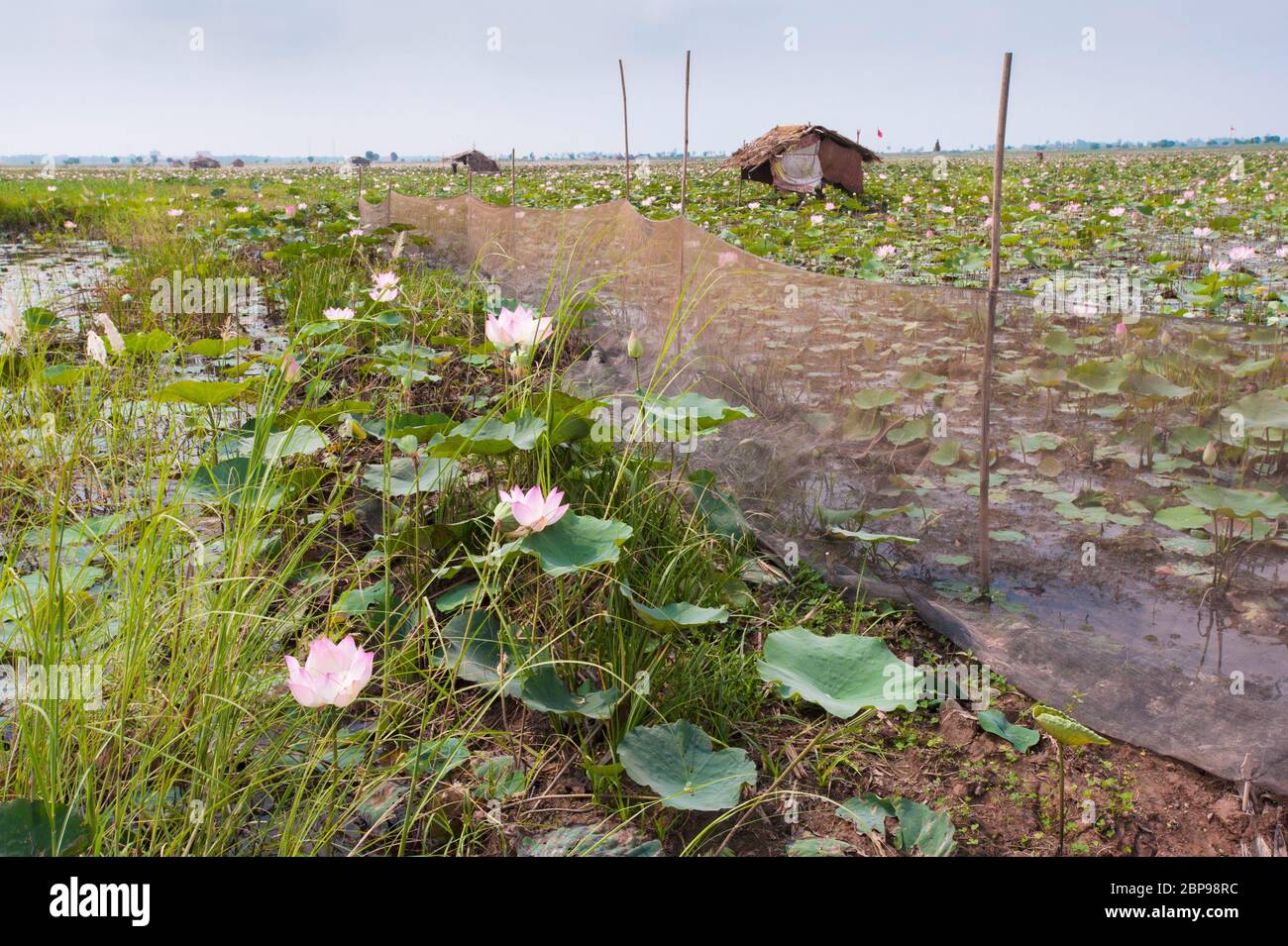 Nelumbo nucifera, lotus flower farm, Central Cambodia, Southeast Asia ...
