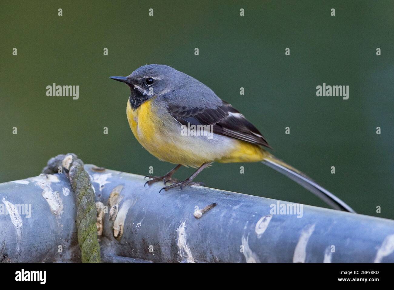 Grey wagtail city hi-res stock photography and images - Alamy