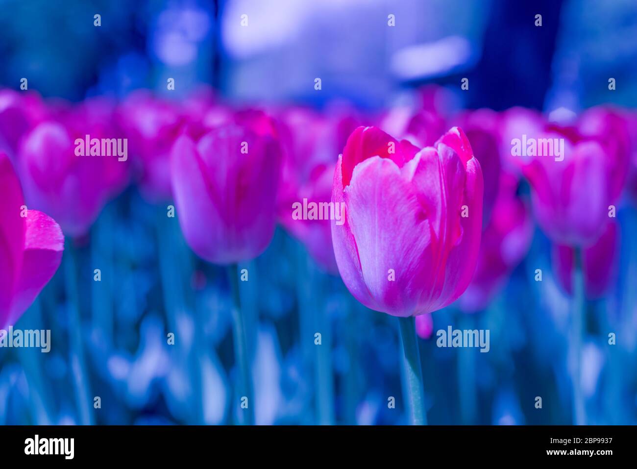 abstract background of tulips in color phantom blue and lash lava Stock ...