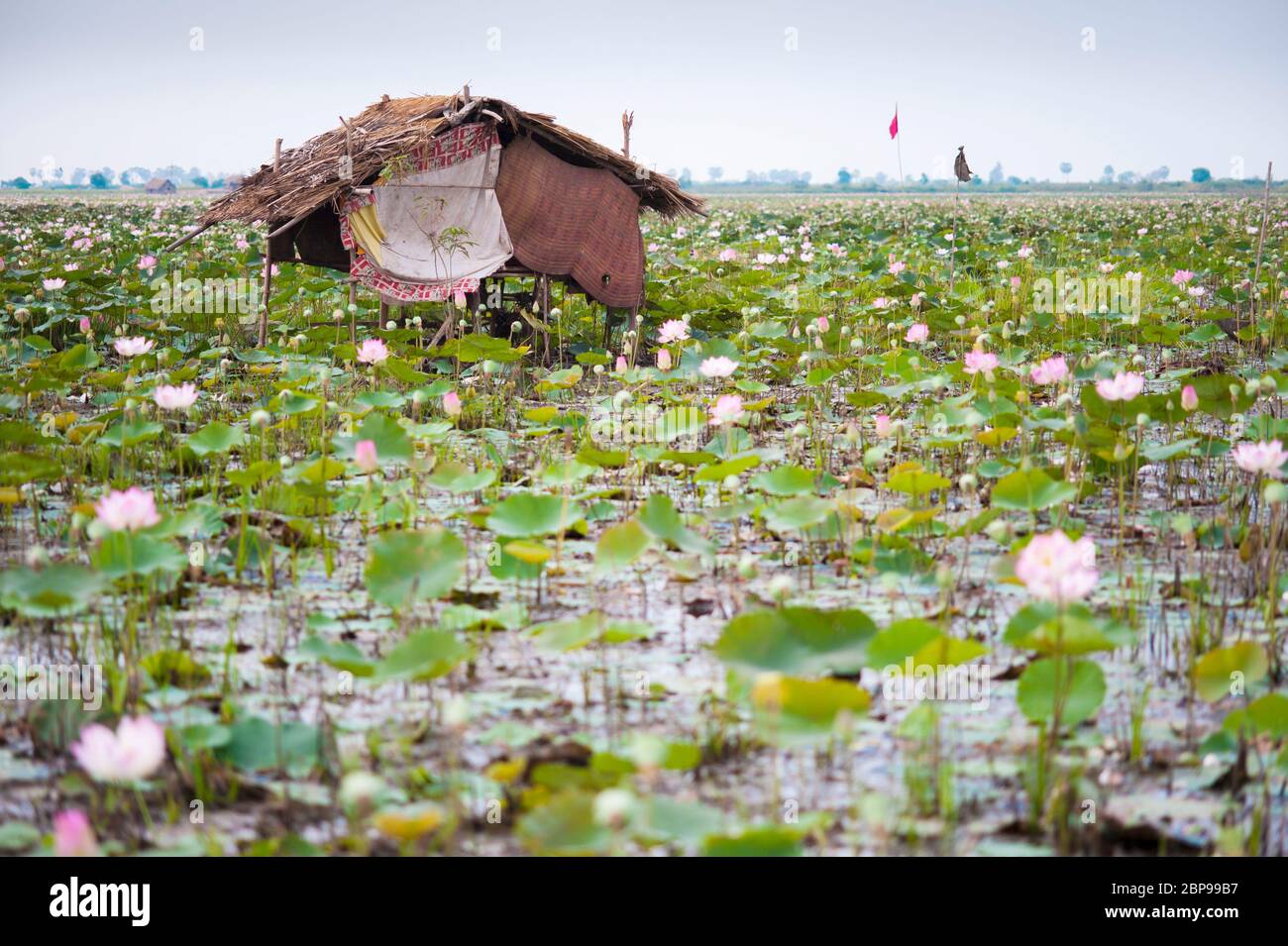 Workers hut at a lotus flower farm, Central Cambodia, Southeast Asia ...