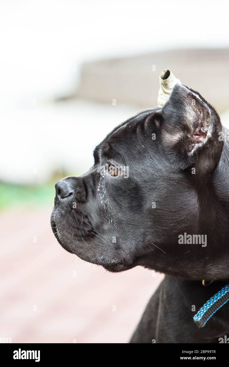 Male cane corso hi-res stock photography and images - Alamy
