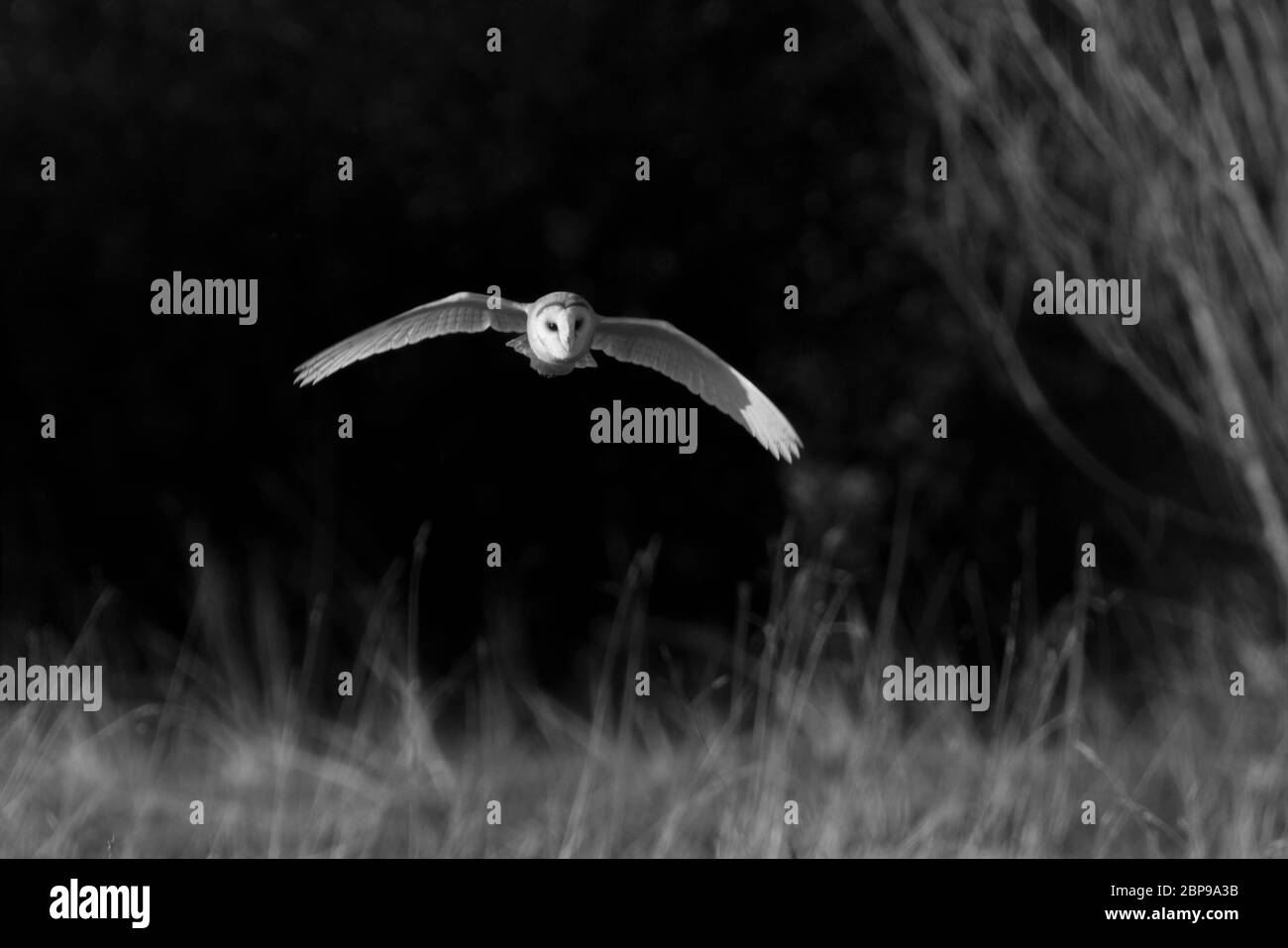 Barn owl in flight Black and White Stock Photos & Images - Alamy