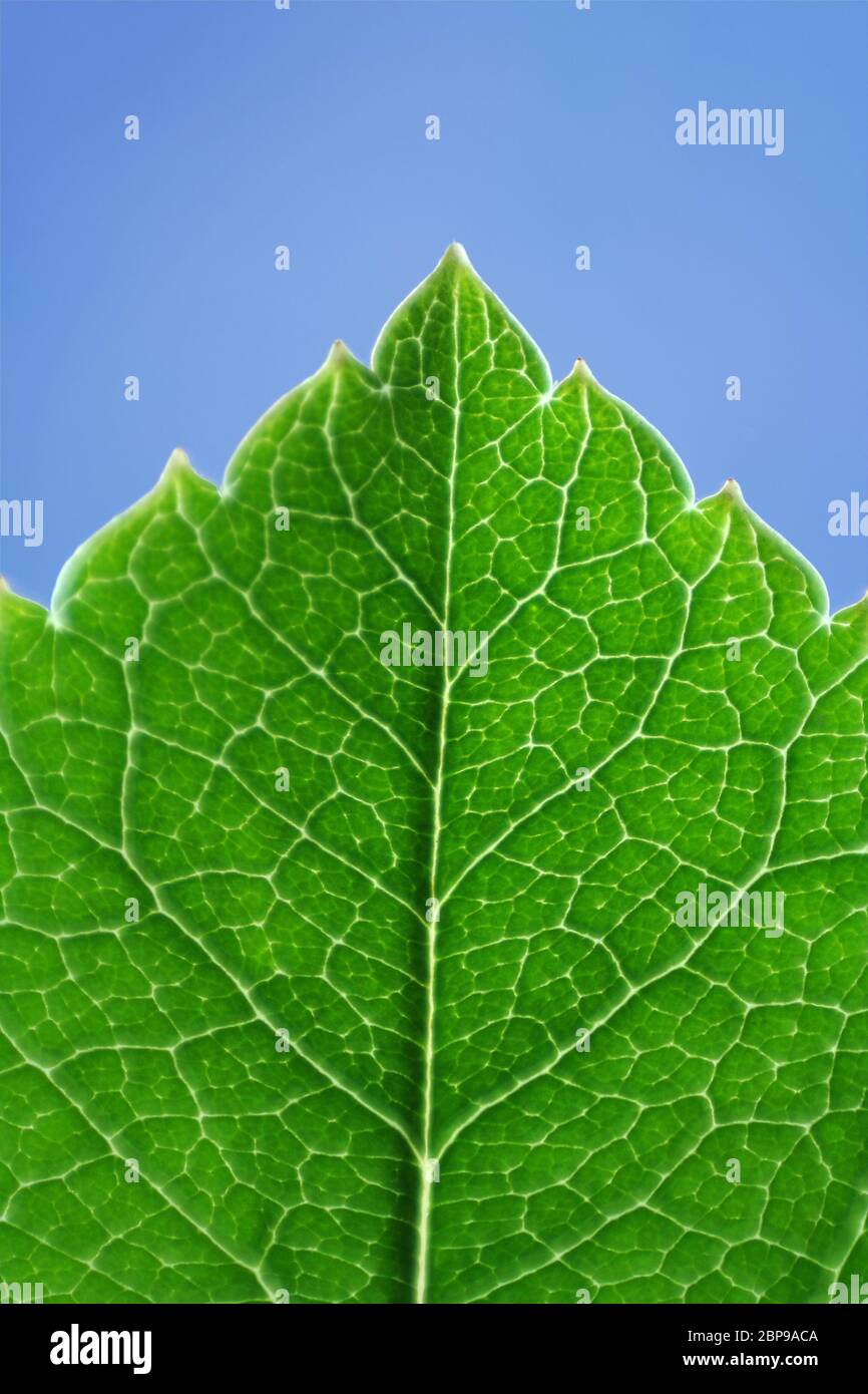 Closeup of one beautiful leaf in spring. Germany Stock Photo - Alamy