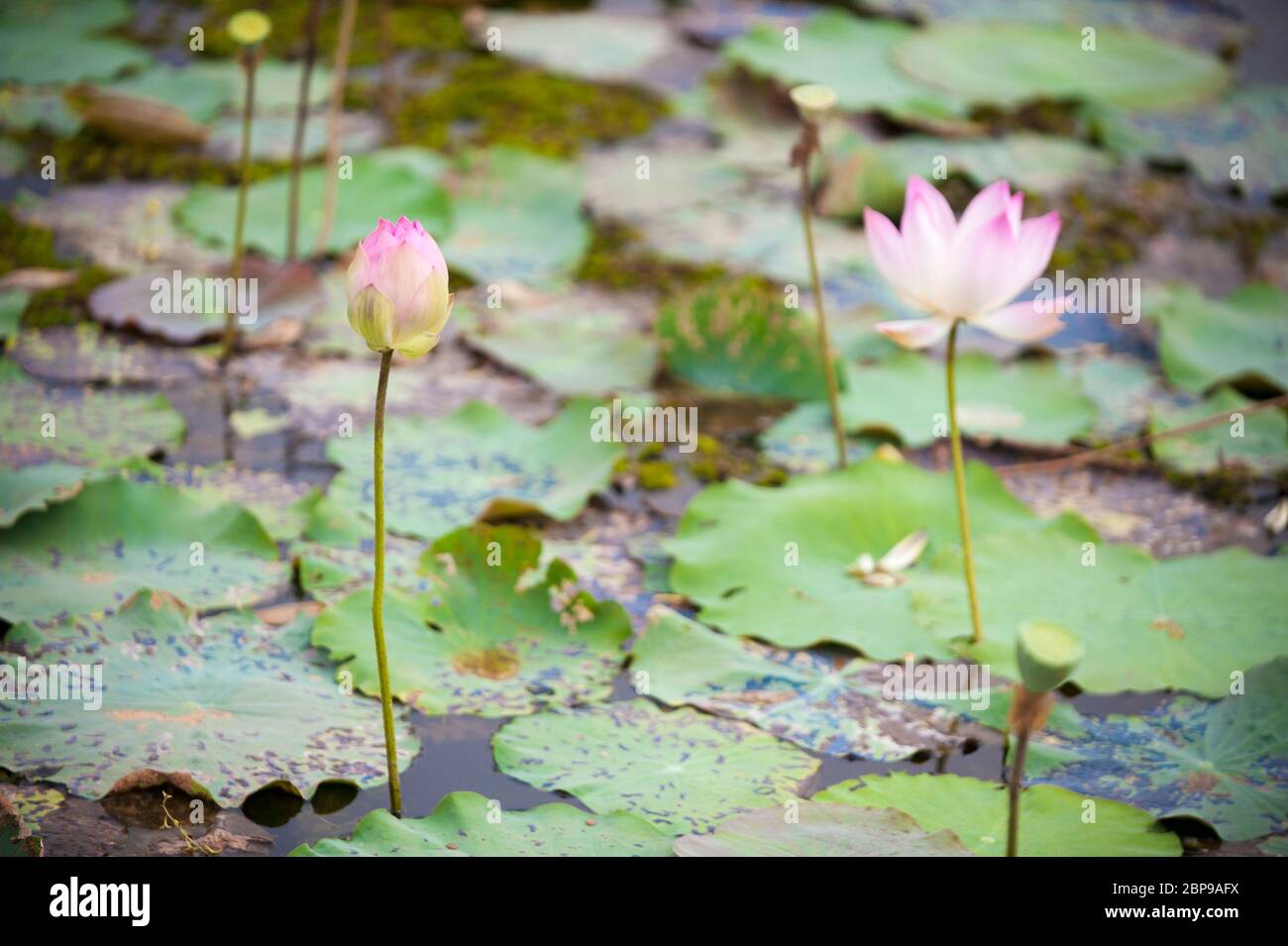 Growing Nelumbo Nucifera
