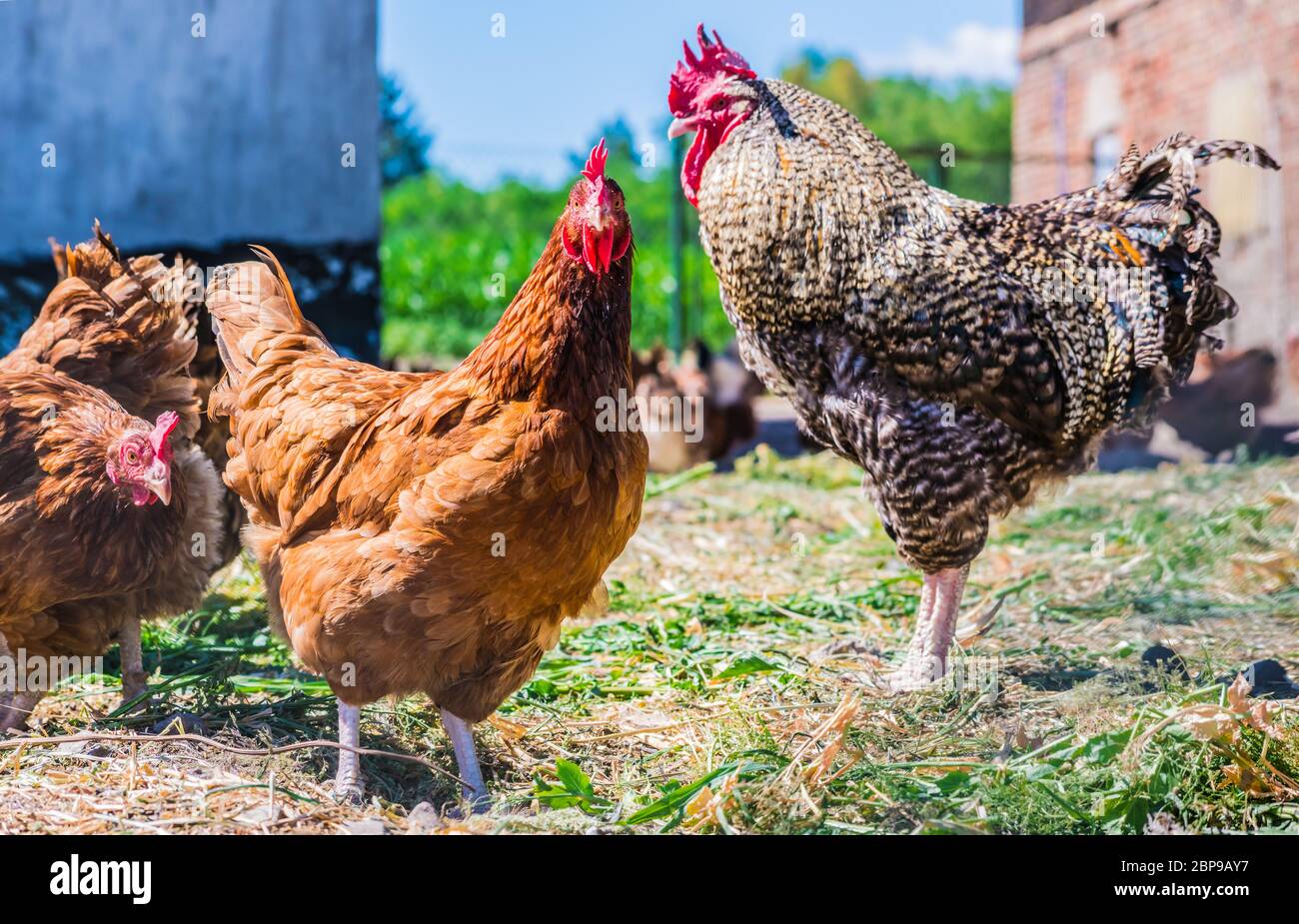Chickens on traditional free range poultry farm Stock Photo - Alamy