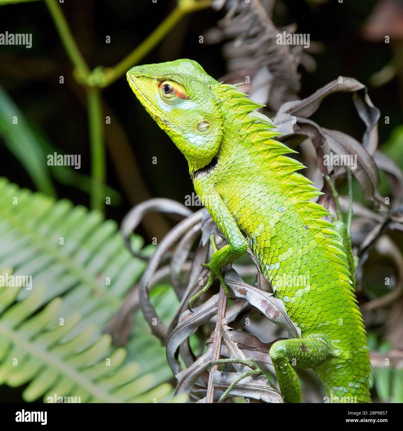 Sinharaja forest reserve hi-res stock photography and images - Alamy