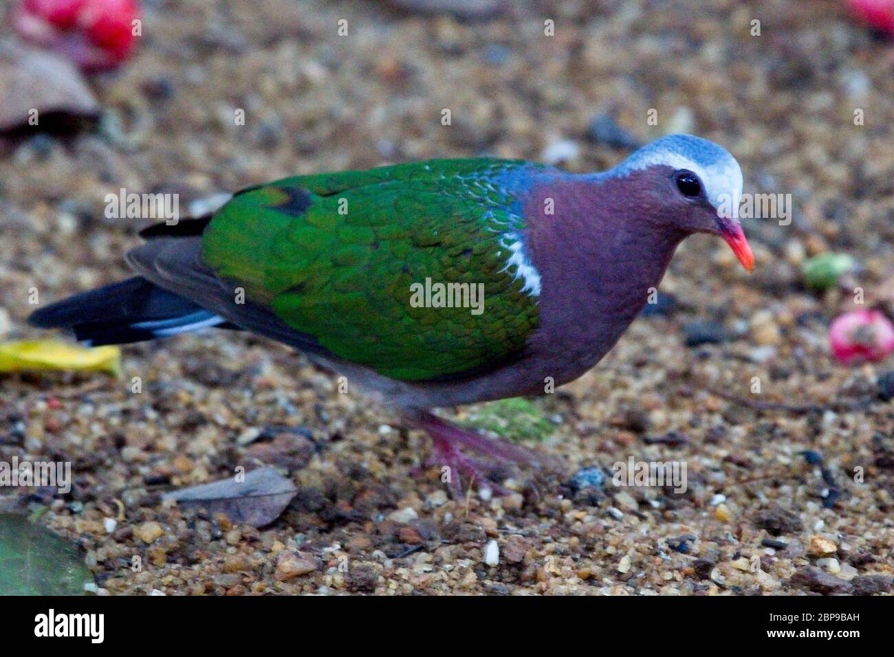 Common Emerald Dove (Chalcophaps indica), male, Sinharaja, Sri Lanka ...