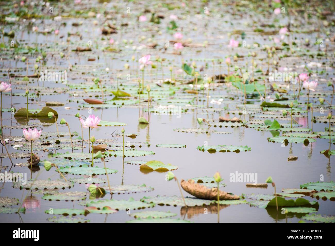Nelumbo nucifera, lotus flowers growing in water, Central Cambodia ...