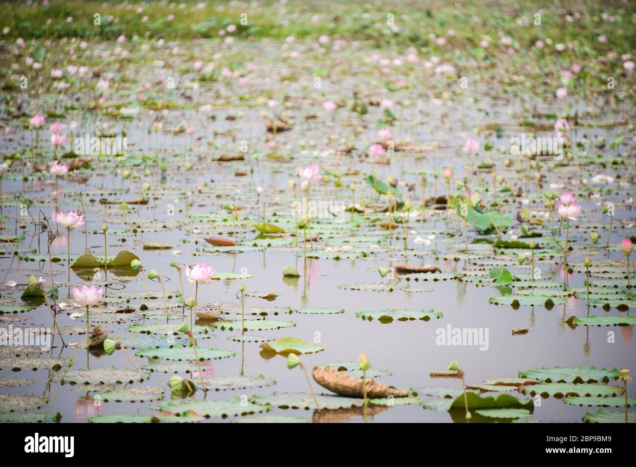 Nelumbo nucifera, lotus flowers growing in water, Central Cambodia ...