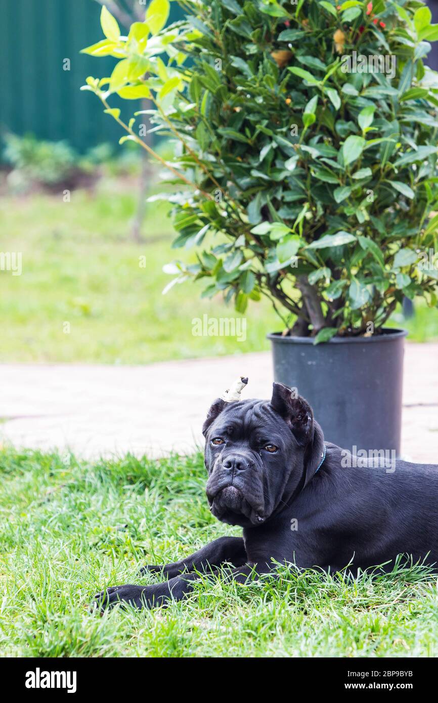 Cane corso head hi-res stock photography and images - Alamy