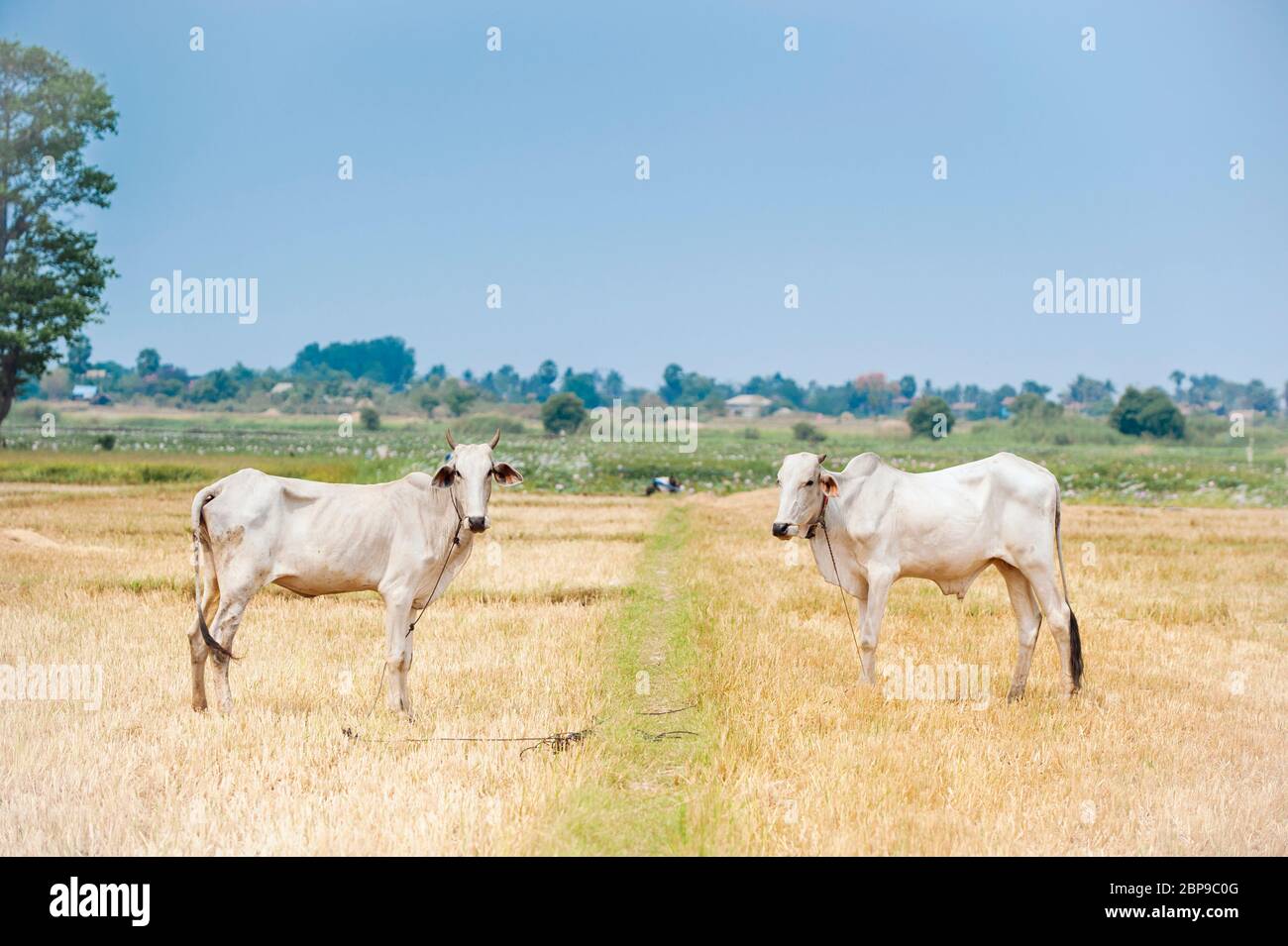 Southeast asian cows hi-res stock photography and images - Alamy