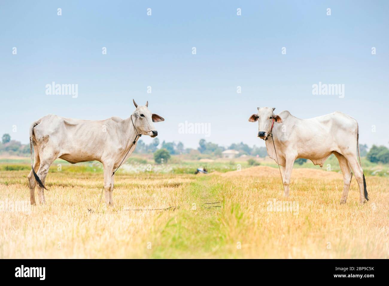 Southeast asian cows hi-res stock photography and images - Alamy