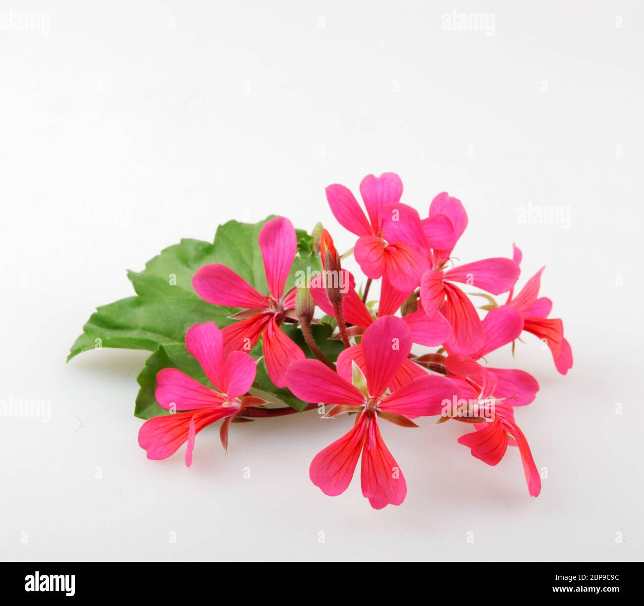 Geranium Pelargonium Flowers Isolated On White Background Stock Photo ...