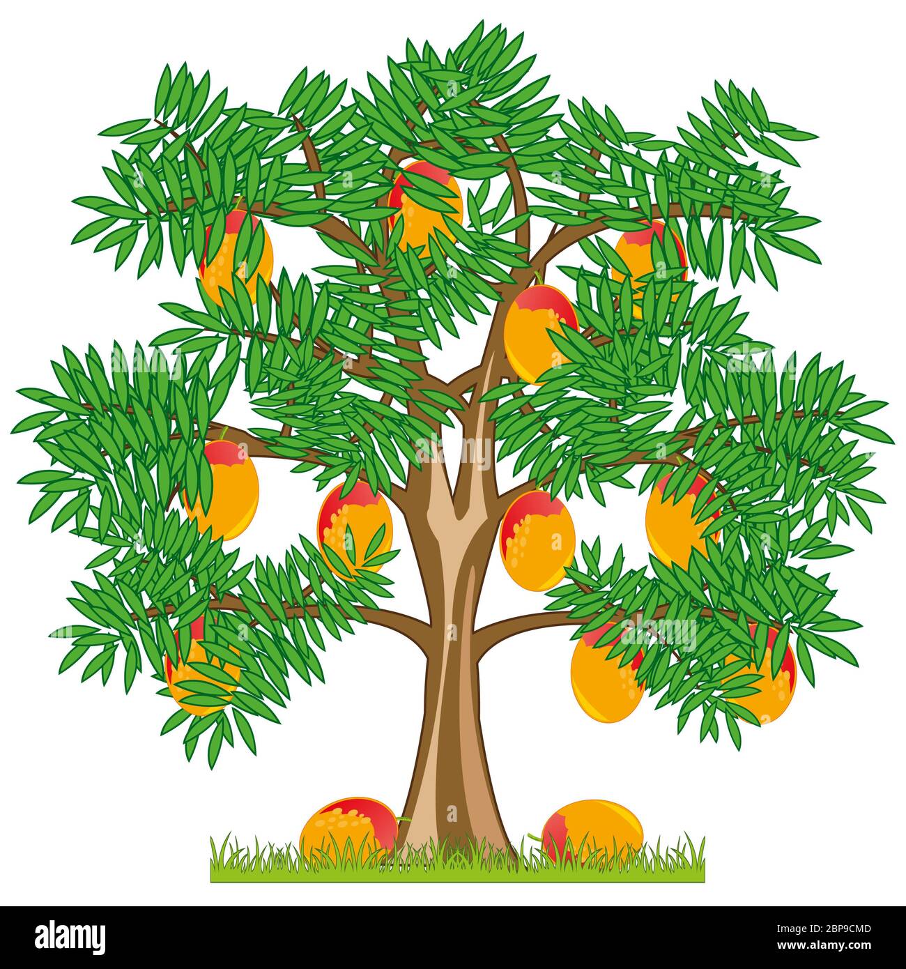 Tree with ripe fruit mango on white background is insulated Stock Photo ...
