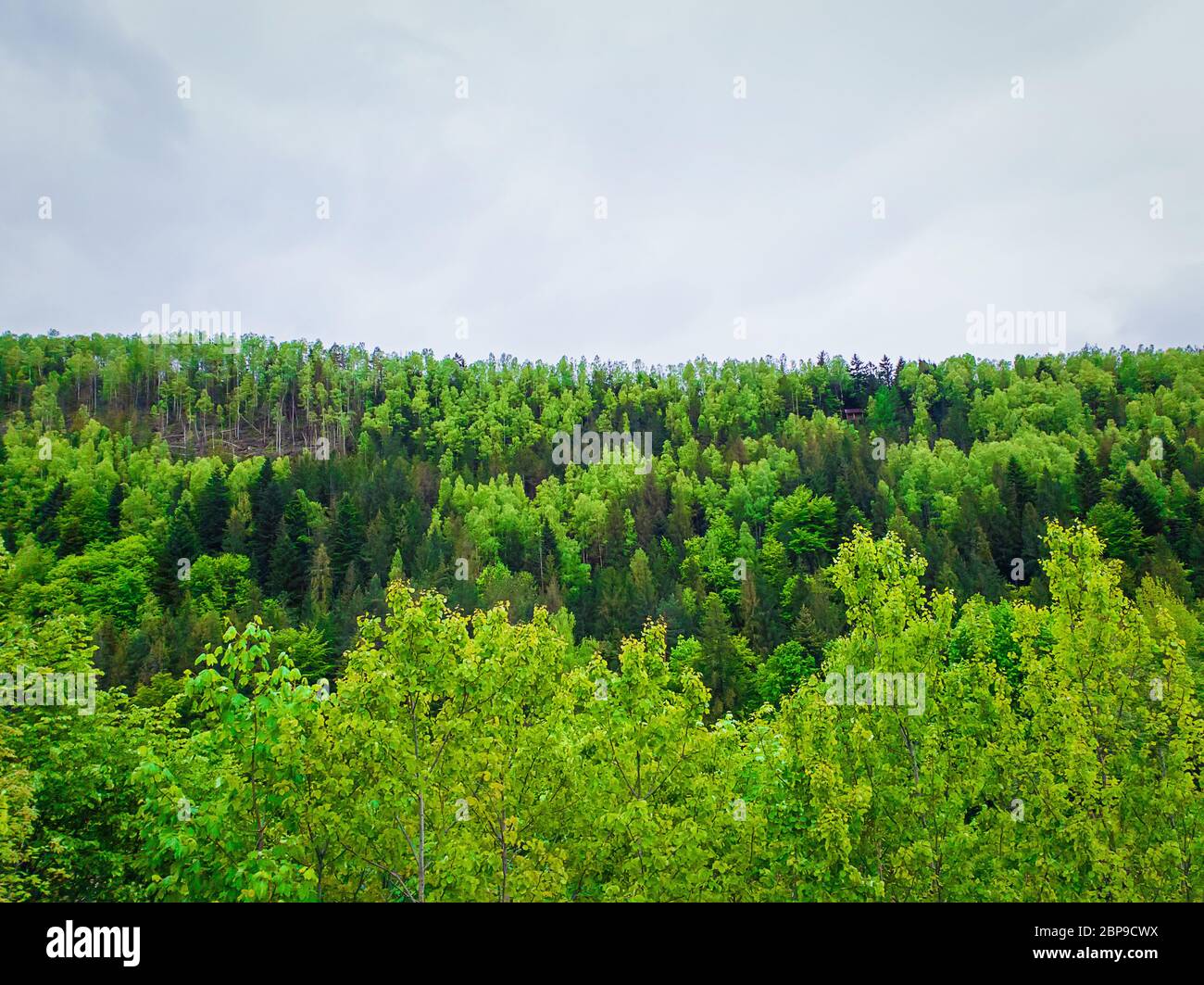 Spring forest texture with different shades of green. Lot of trees on ...
