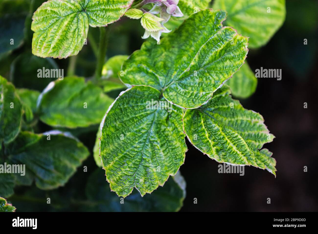 Raspberry leaves invected by RBVD disease Stock Photo - Alamy