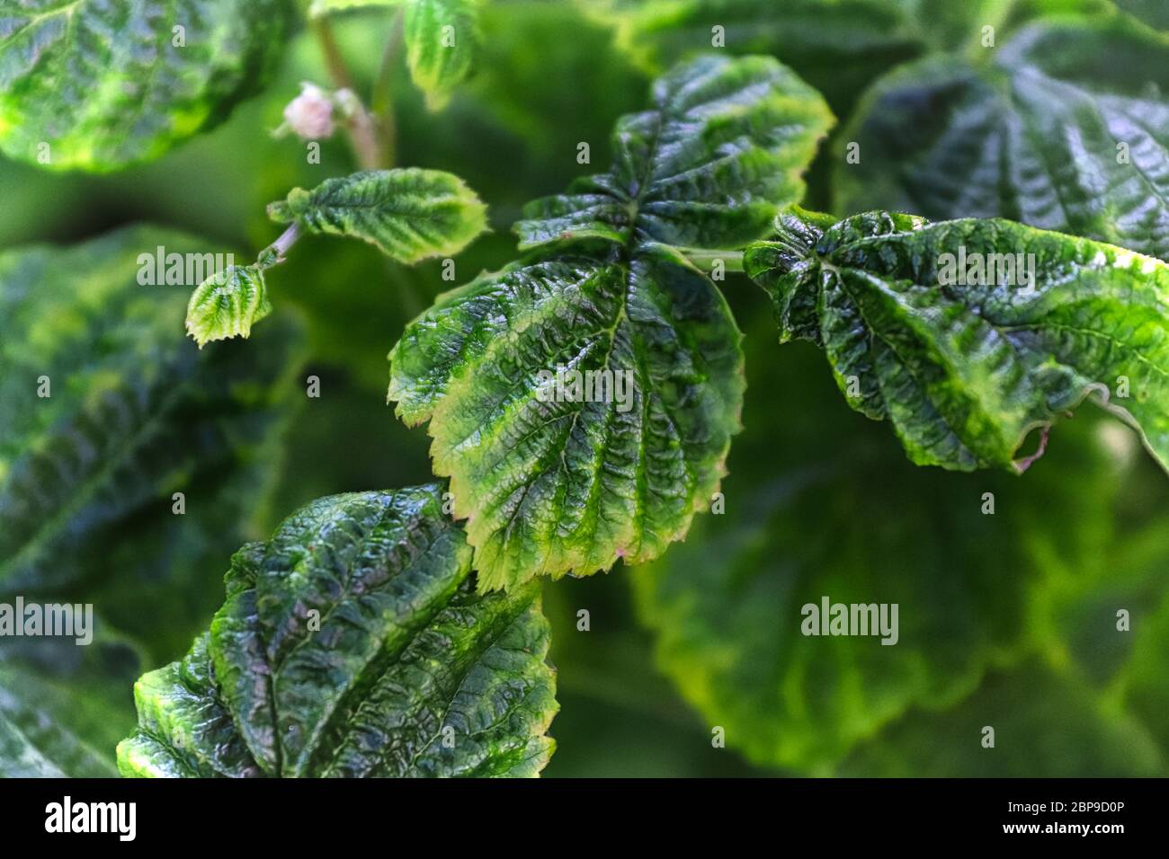 Varigated raspberry leaves infected by Bushy Drawf Virus Stock Photo ...