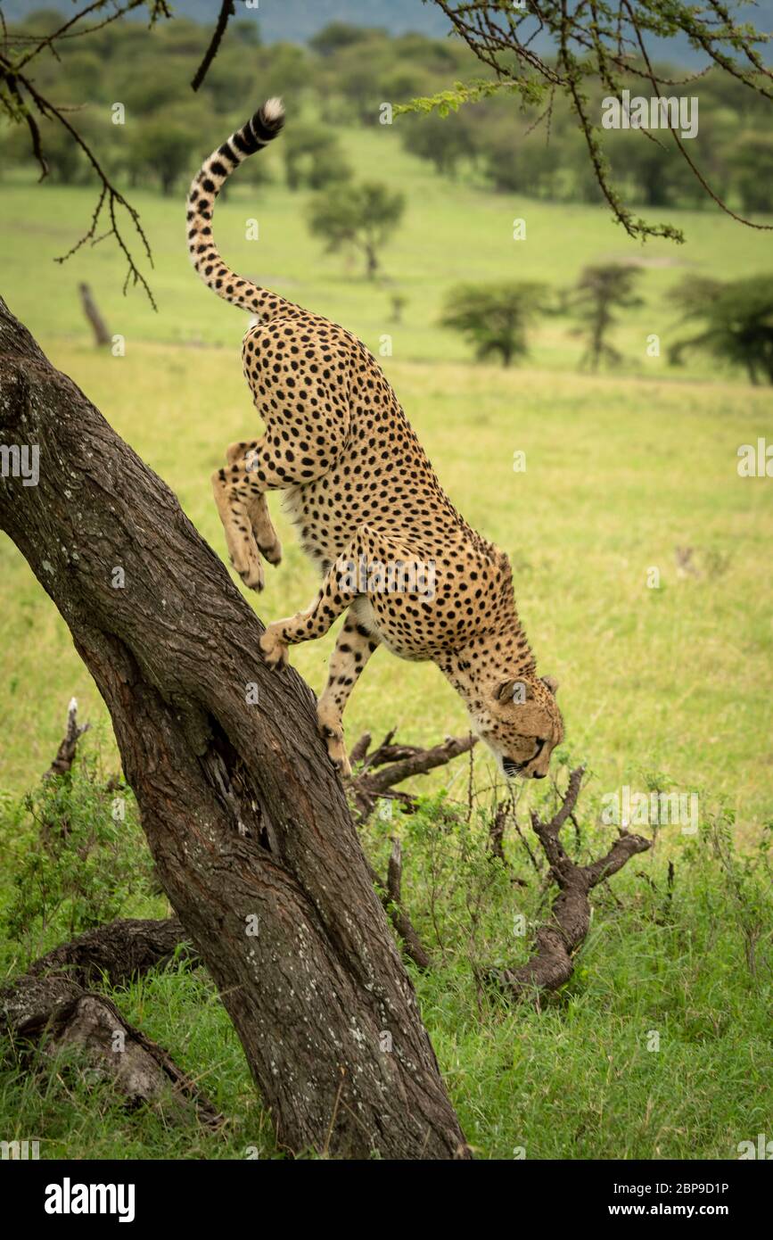 A male cheetah is just about to jump down from the trunk of a tree. He ...