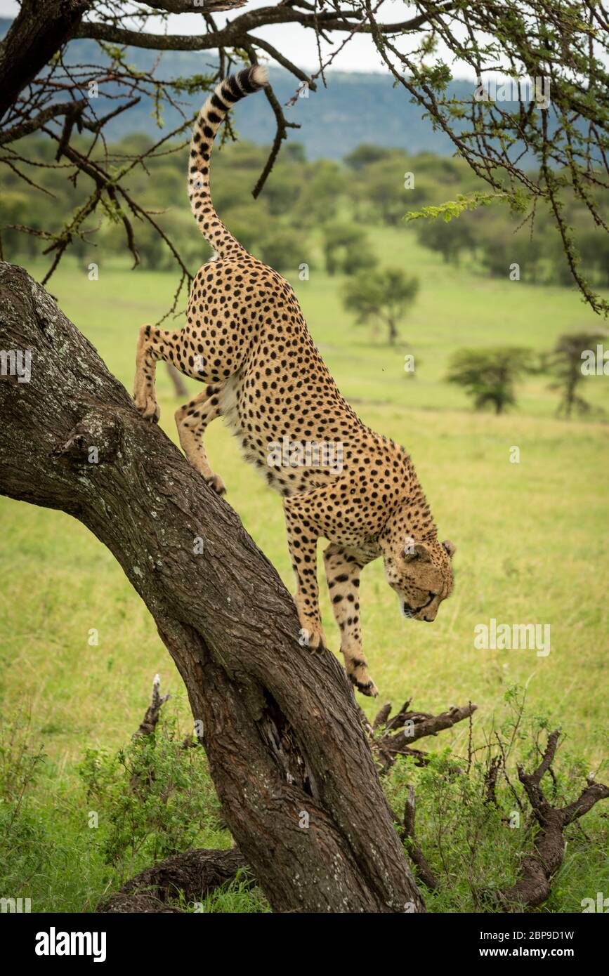 A male cheetah is walking down the trunk of a tree. He has brown fur ...