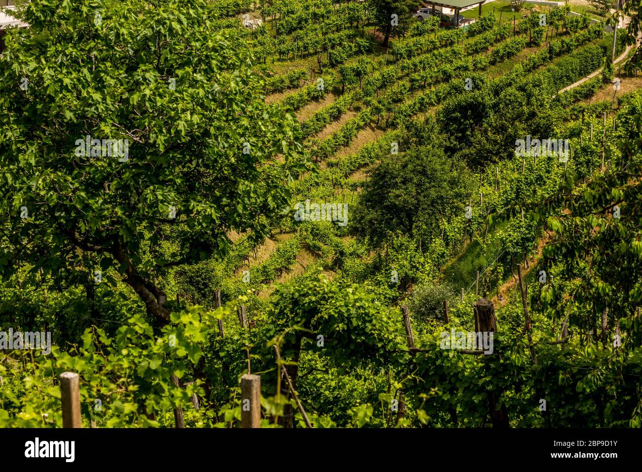 Prosecco wine region hi-res stock photography and images - Alamy