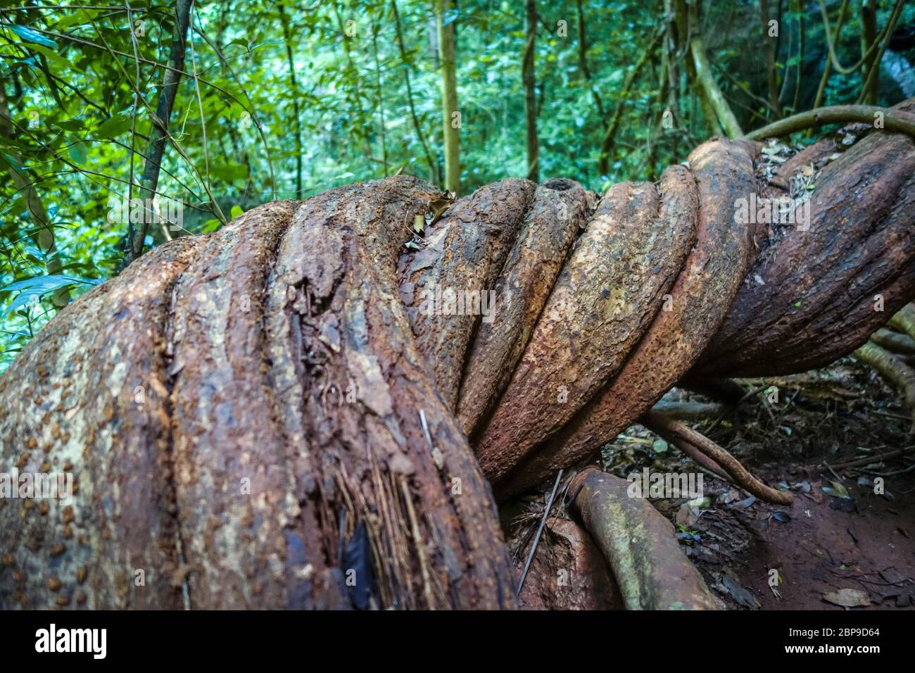 Giant roots in jungle, Khao Sok National Park, Thailand Stock Photo - Alamy