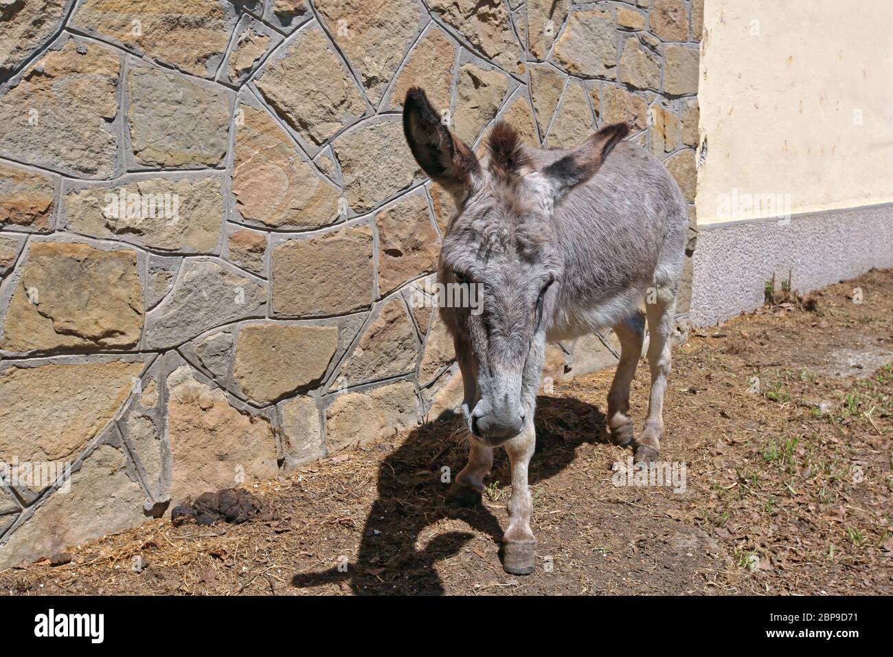 One Donkey Alone at Farm Outdoor Sunny Day Stock Photo - Alamy