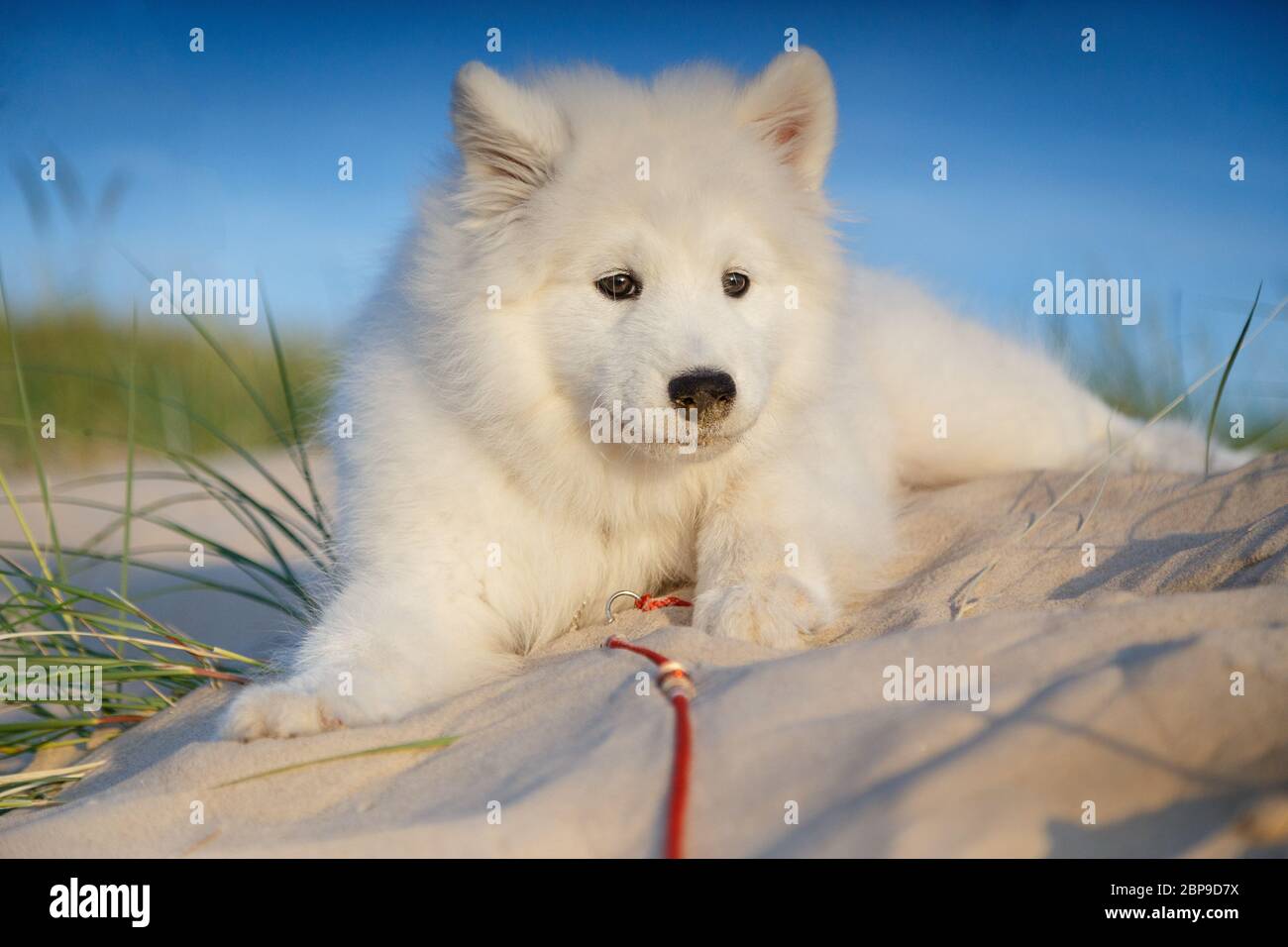 White puppy samoyed husky lying on the sand in the dunes, in the rays ...