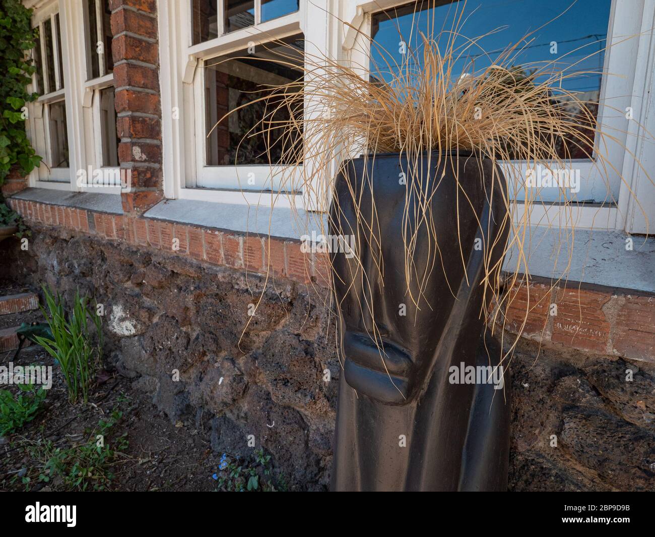 Dry grass coming from the head of a planter in front of windows Stock ...