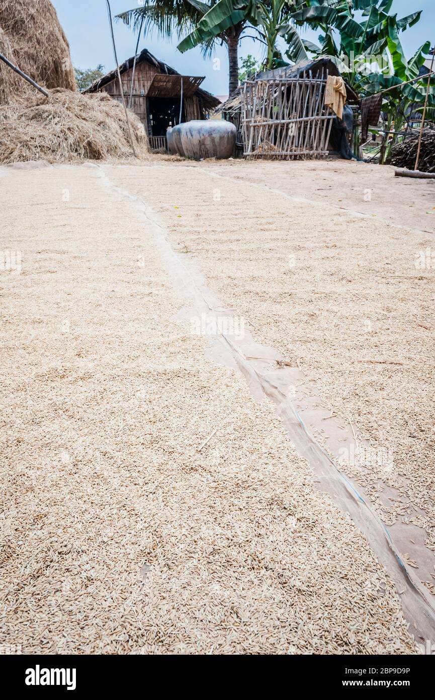 Drying out rice hi-res stock photography and images - Alamy