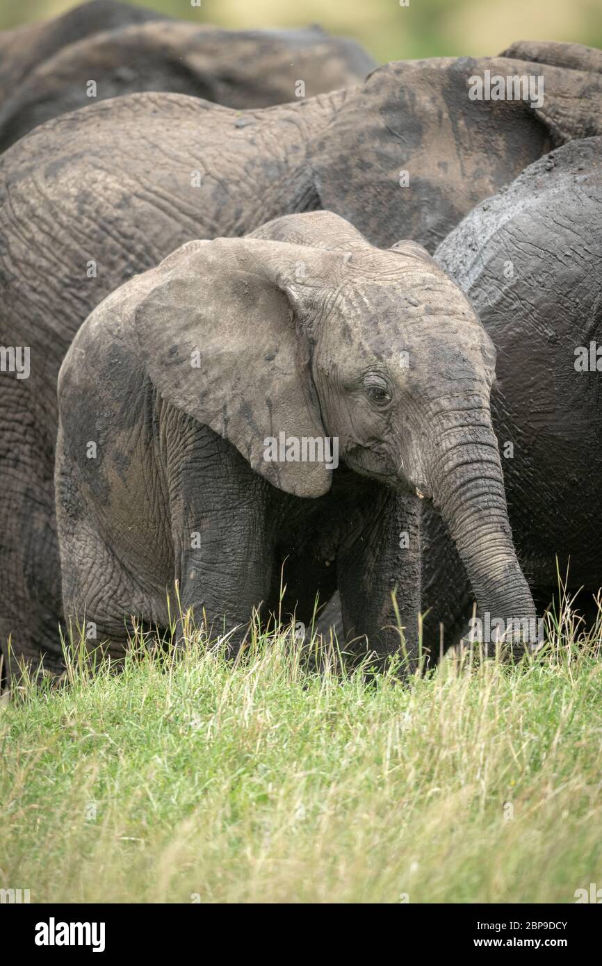 African bush elephant calf stands with herd Stock Photo - Alamy