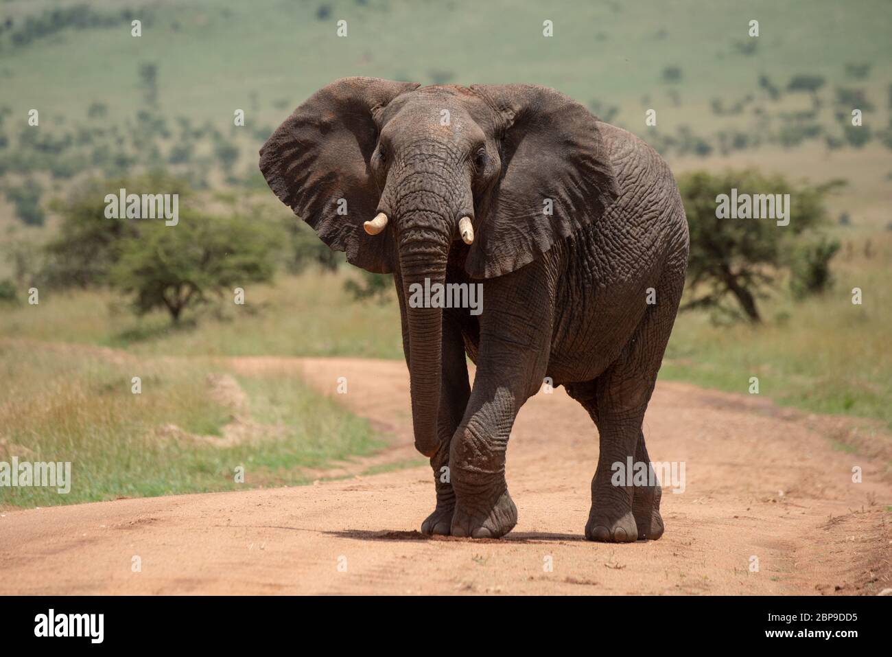 African elephant raises foot while crossing track Stock Photo - Alamy