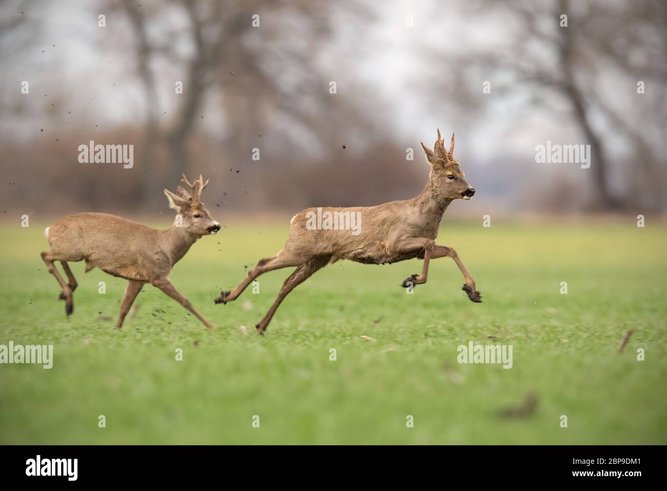 Two wild roe deer, capreolus capreolus, bucks chasing each other in ...