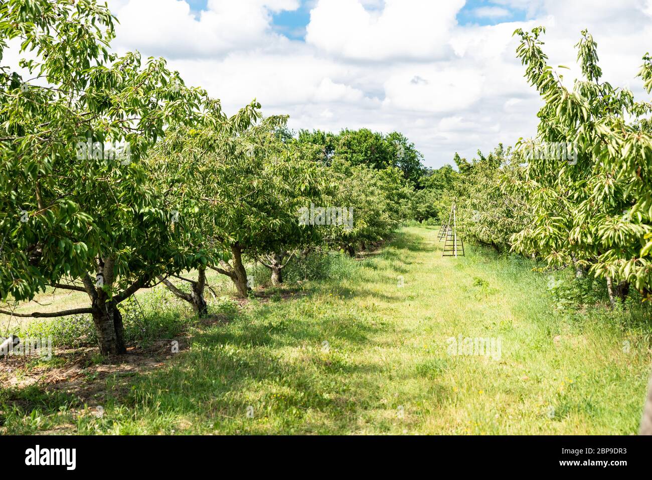 Rows Of Cherry Trees Full Of Cherries In The Garden Stock Photo - Alamy