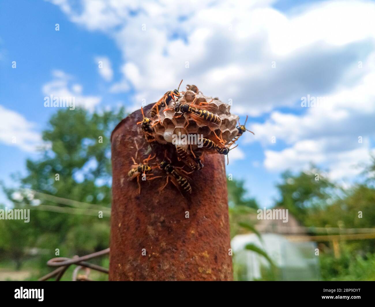 Wasp species polished on nest. Wasp nest with wasps and larvae Stock ...